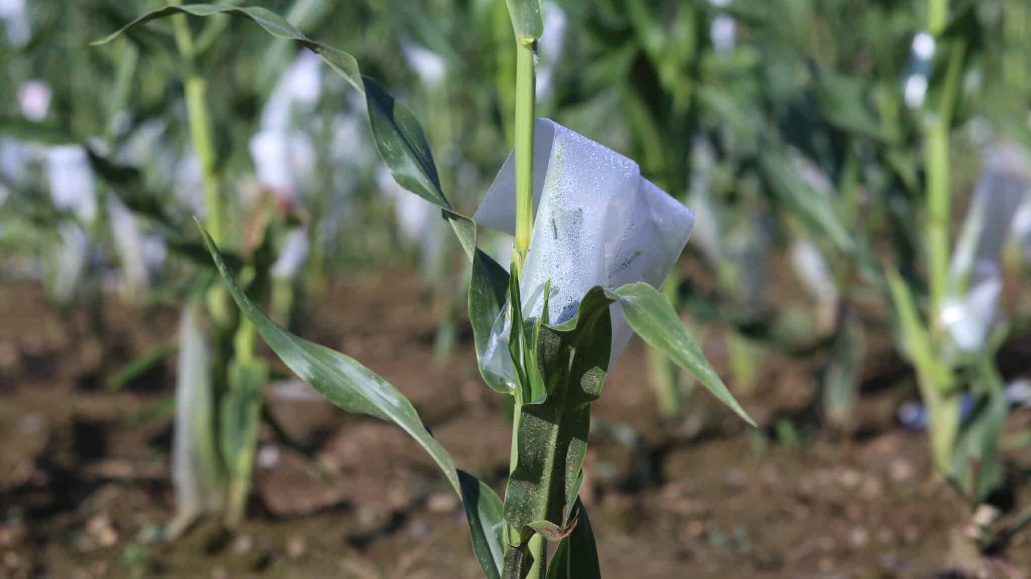 Investigación y desarrollo en MAS Seeds - MAS Seeds México